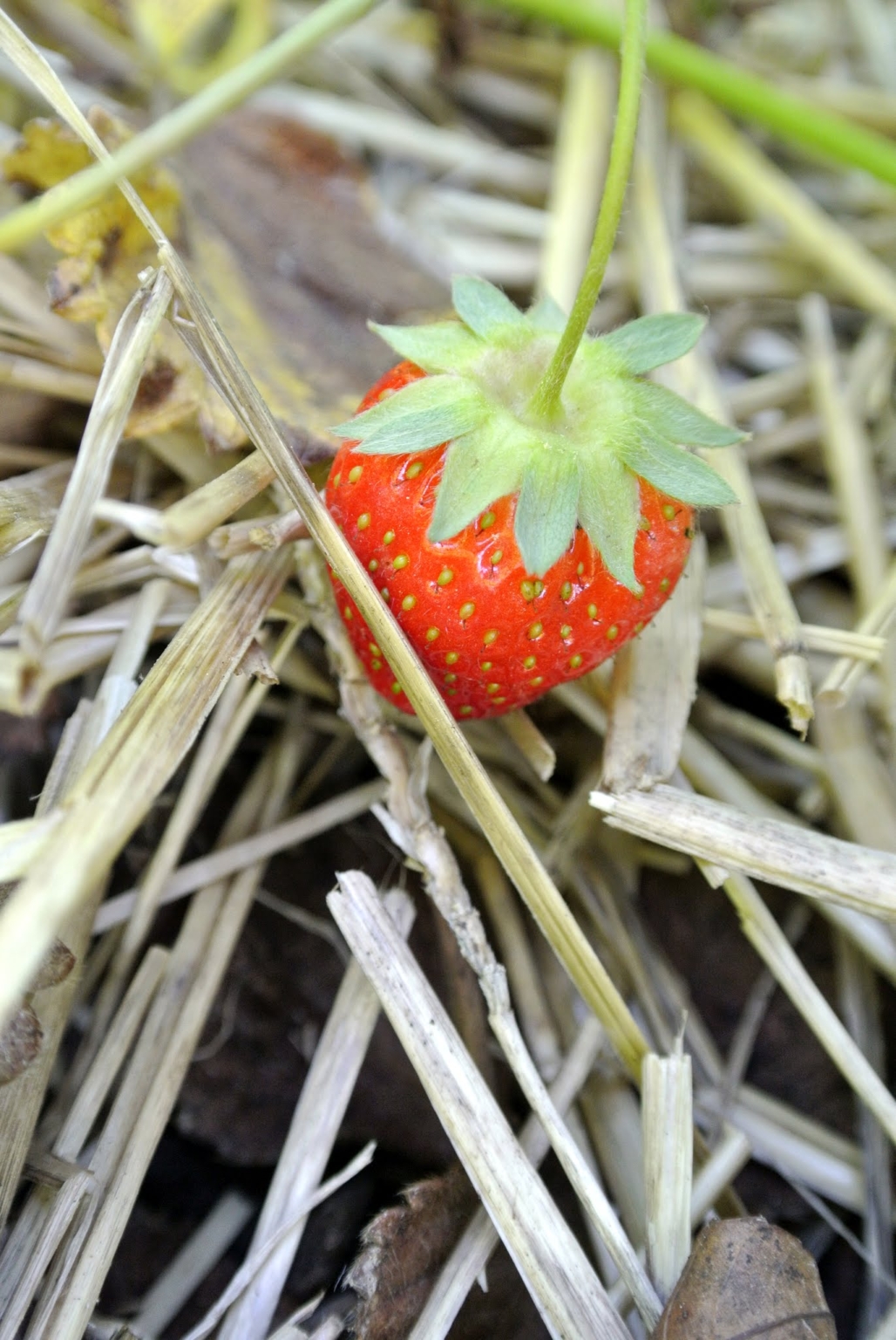 The Martha Stewart Blog : Blog Archive Planting a Strawberry Patch ...