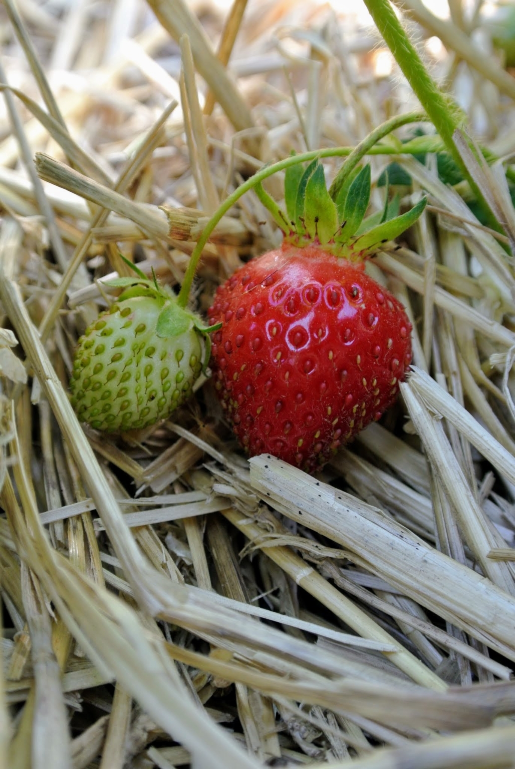 The Martha Stewart Blog : Blog Archive Planting a Strawberry Patch ...