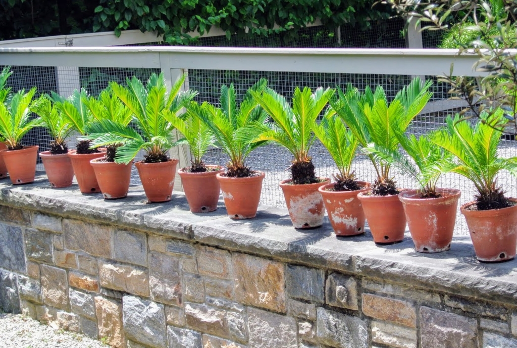 Potting and Displaying Sago Palms Around the Farm - The Martha Stewart Blog