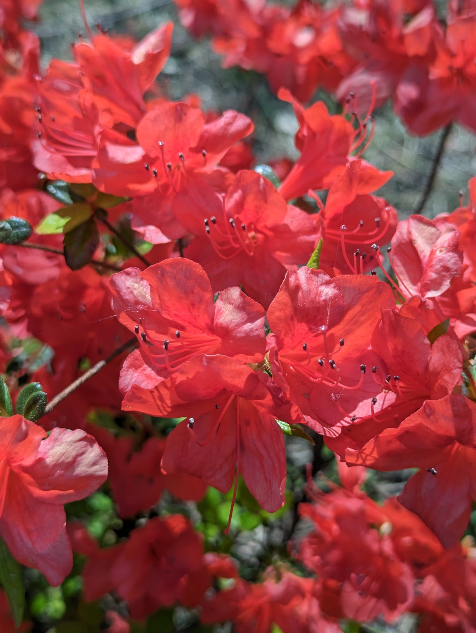 My Azaleas Are Blooming - The Martha Stewart Blog