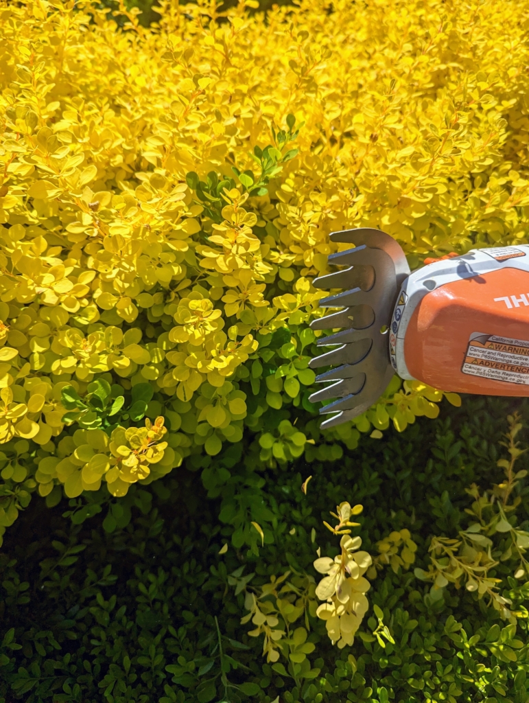 Trimming the Golden Barberry on My Terrace - The Martha Stewart Blog