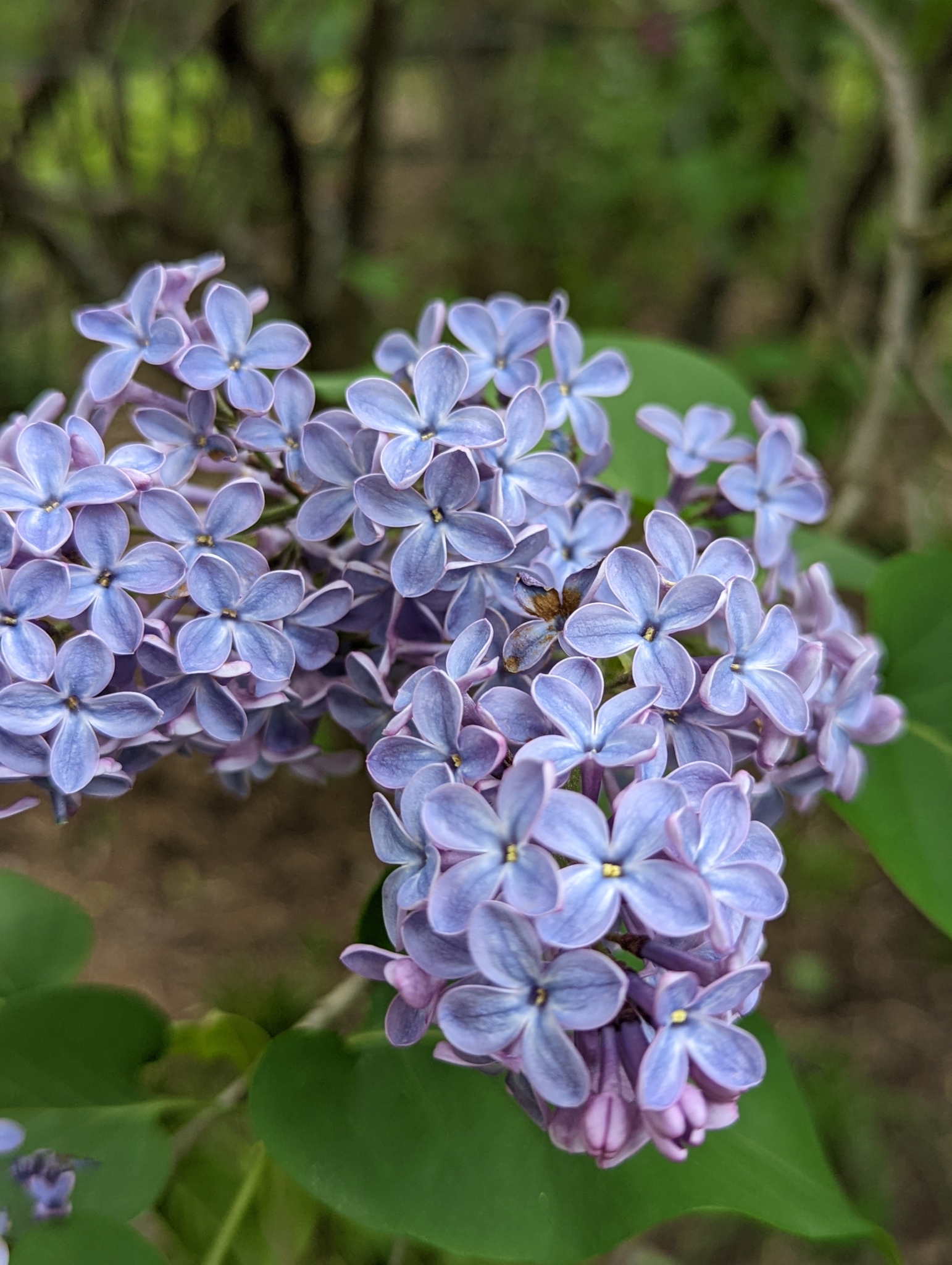 Picking and Arranging Lilacs from My Garden - The Martha Stewart Blog