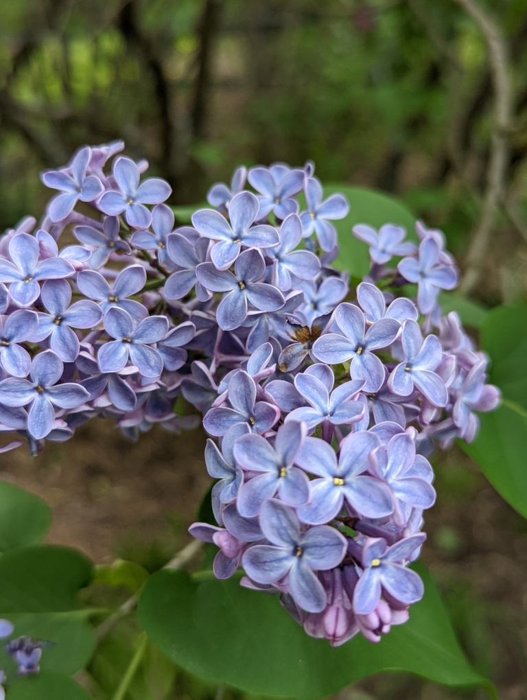 Picking and Arranging Lilacs from My Garden - The Martha Stewart Blog