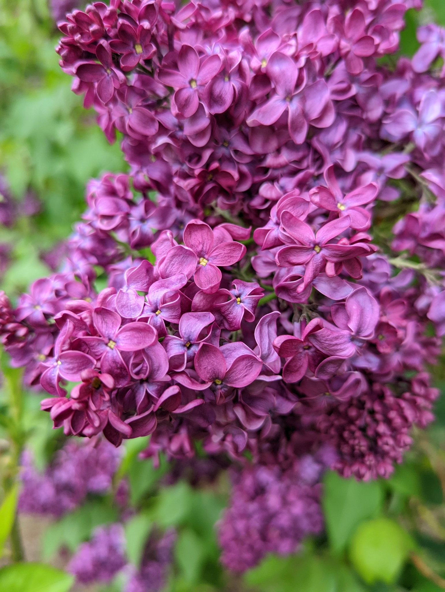 Picking and Arranging Lilacs from My Garden - The Martha Stewart Blog