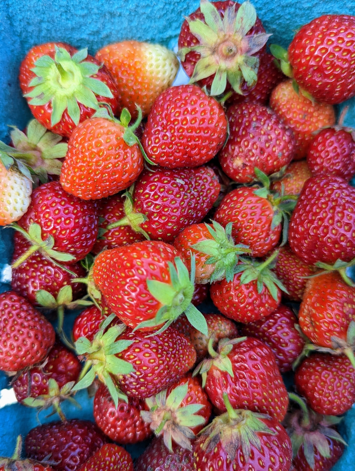 Planting a Strawberry Patch - The Martha Stewart Blog