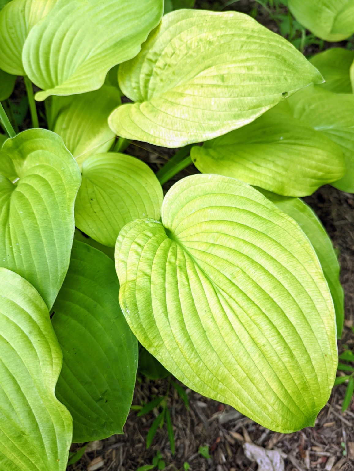My Growing Hosta Garden - The Martha Stewart Blog
