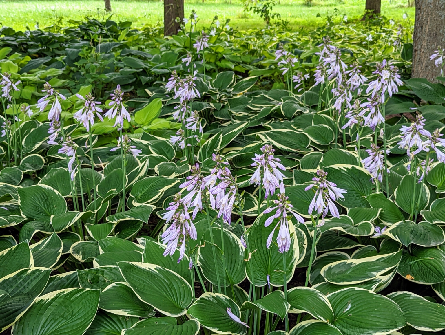 My Growing Hosta Garden - The Martha Stewart Blog