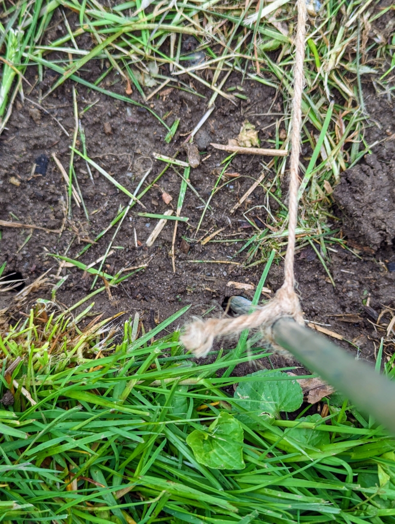 Planting a Strawberry Patch - The Martha Stewart Blog