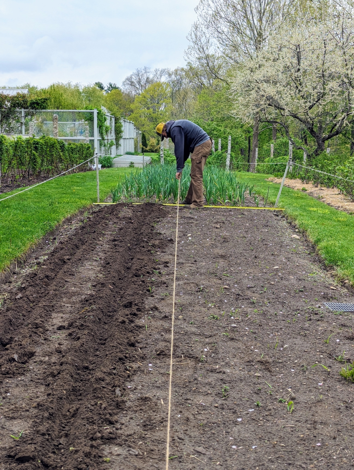 Planting a Strawberry Patch - The Martha Stewart Blog