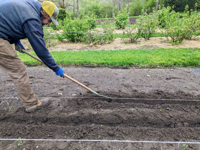 Planting a Strawberry Patch - The Martha Stewart Blog
