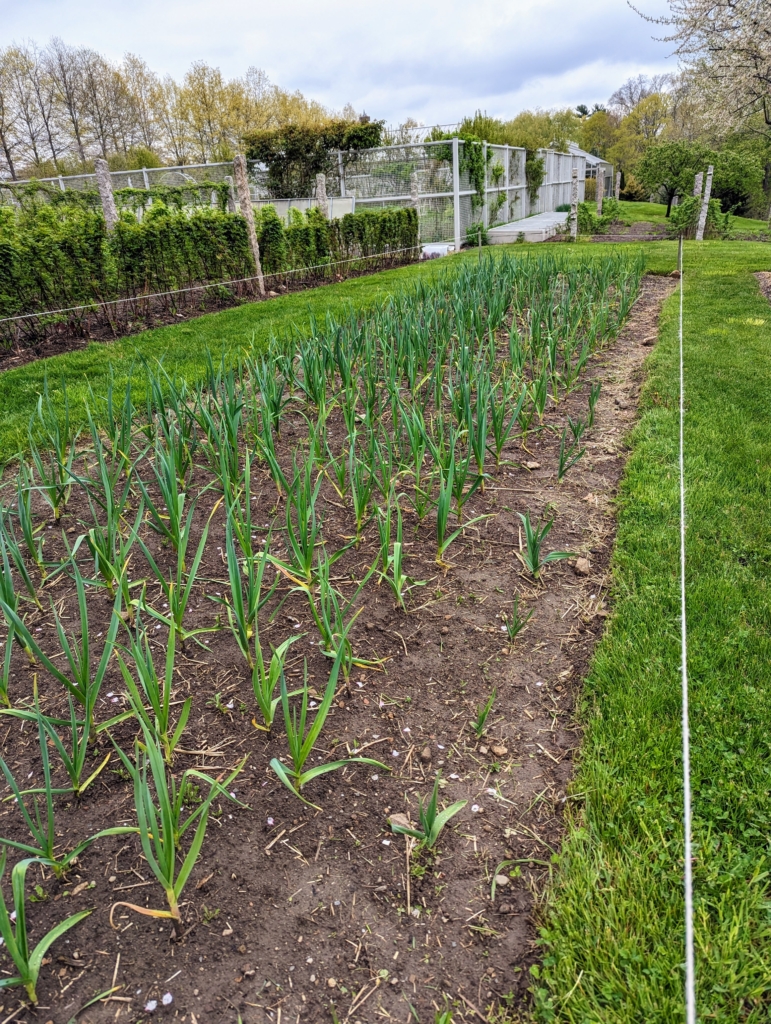 The Martha Stewart Blog : Blog Archive Planting a Strawberry Patch ...