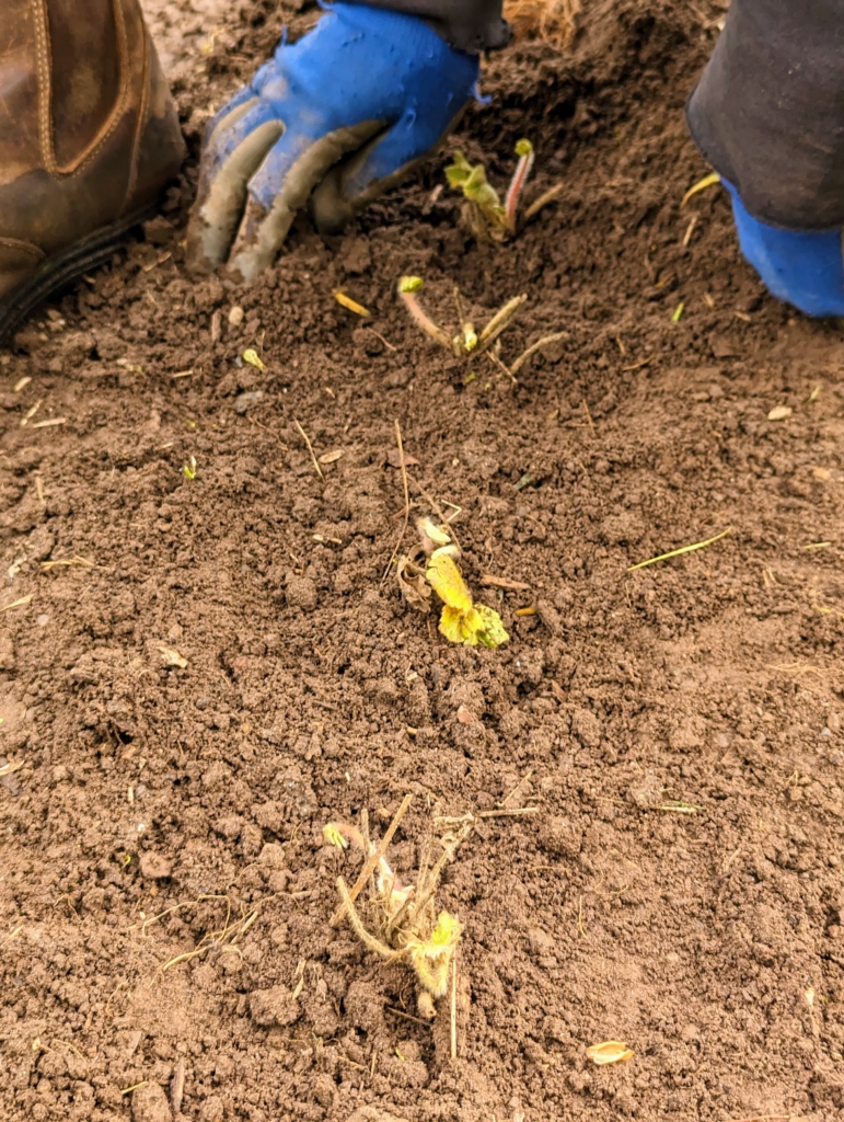 The Martha Stewart Blog : Blog Archive Planting a Strawberry Patch ...