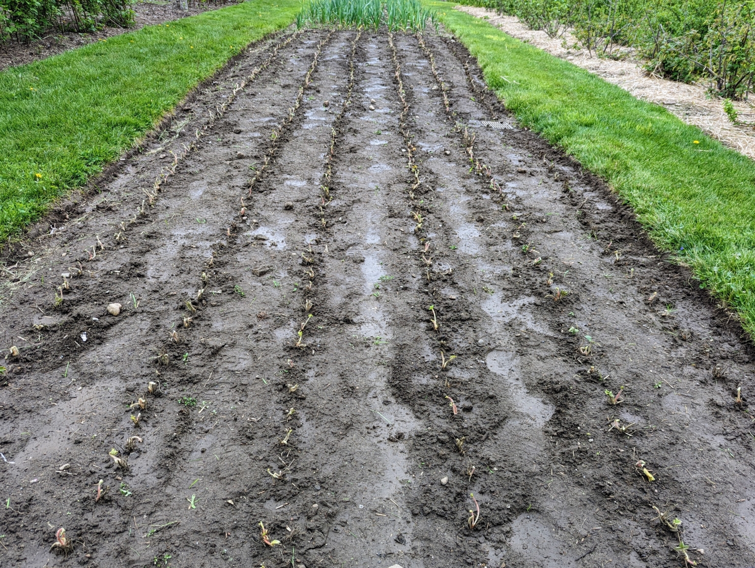 The Martha Stewart Blog : Blog Archive Planting a Strawberry Patch ...