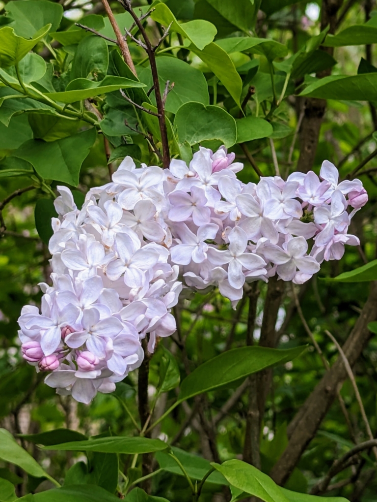 Picking and Arranging Lilacs from My Garden - The Martha Stewart Blog