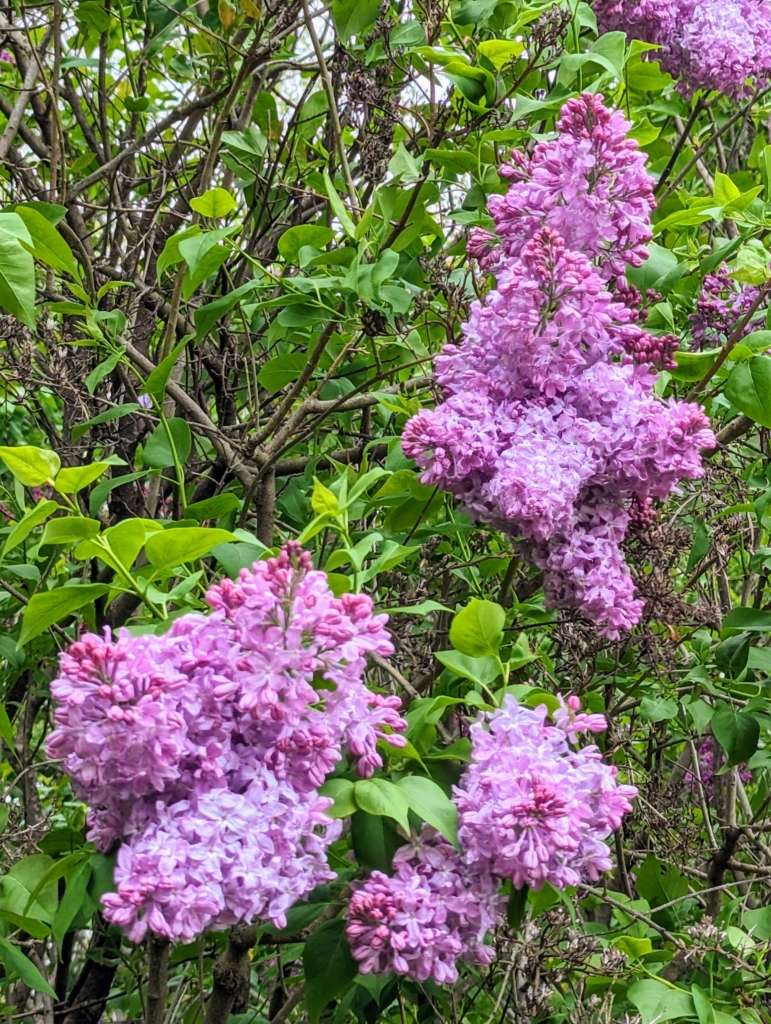 Picking and Arranging Lilacs from My Garden - The Martha Stewart Blog