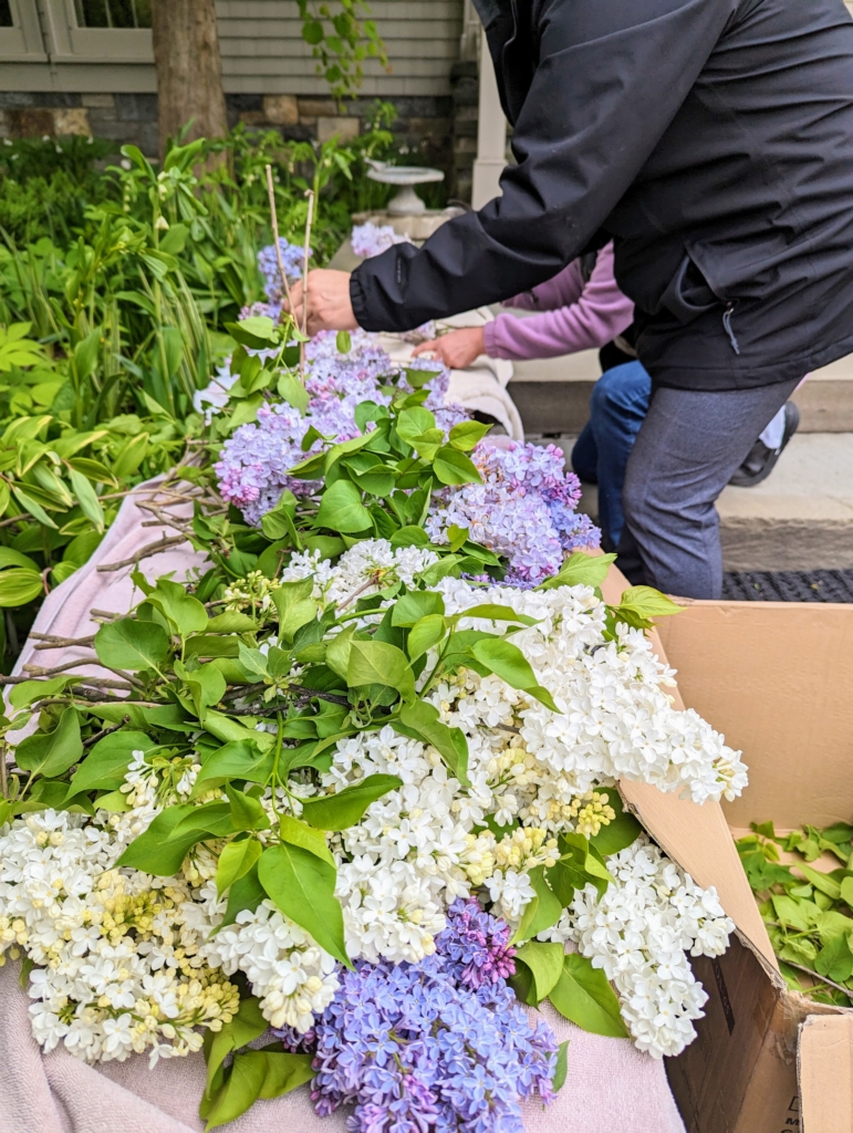 Picking and Arranging Lilacs from My Garden - The Martha Stewart Blog