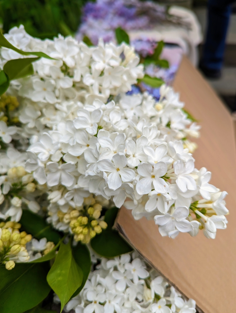 Picking and Arranging Lilacs from My Garden - The Martha Stewart Blog