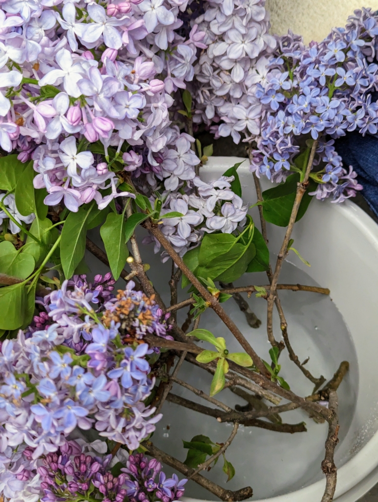 Picking and Arranging Lilacs from My Garden - The Martha Stewart Blog