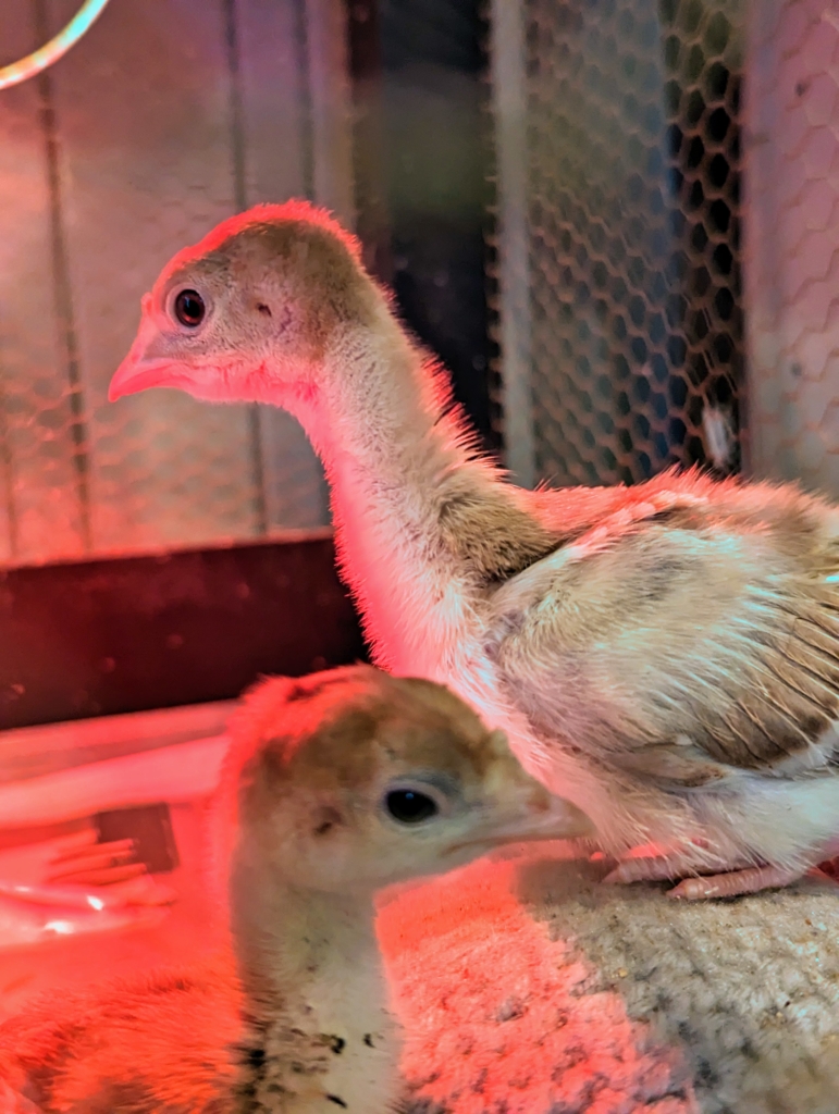 The Baby Turkeys at My Farm - The Martha Stewart Blog