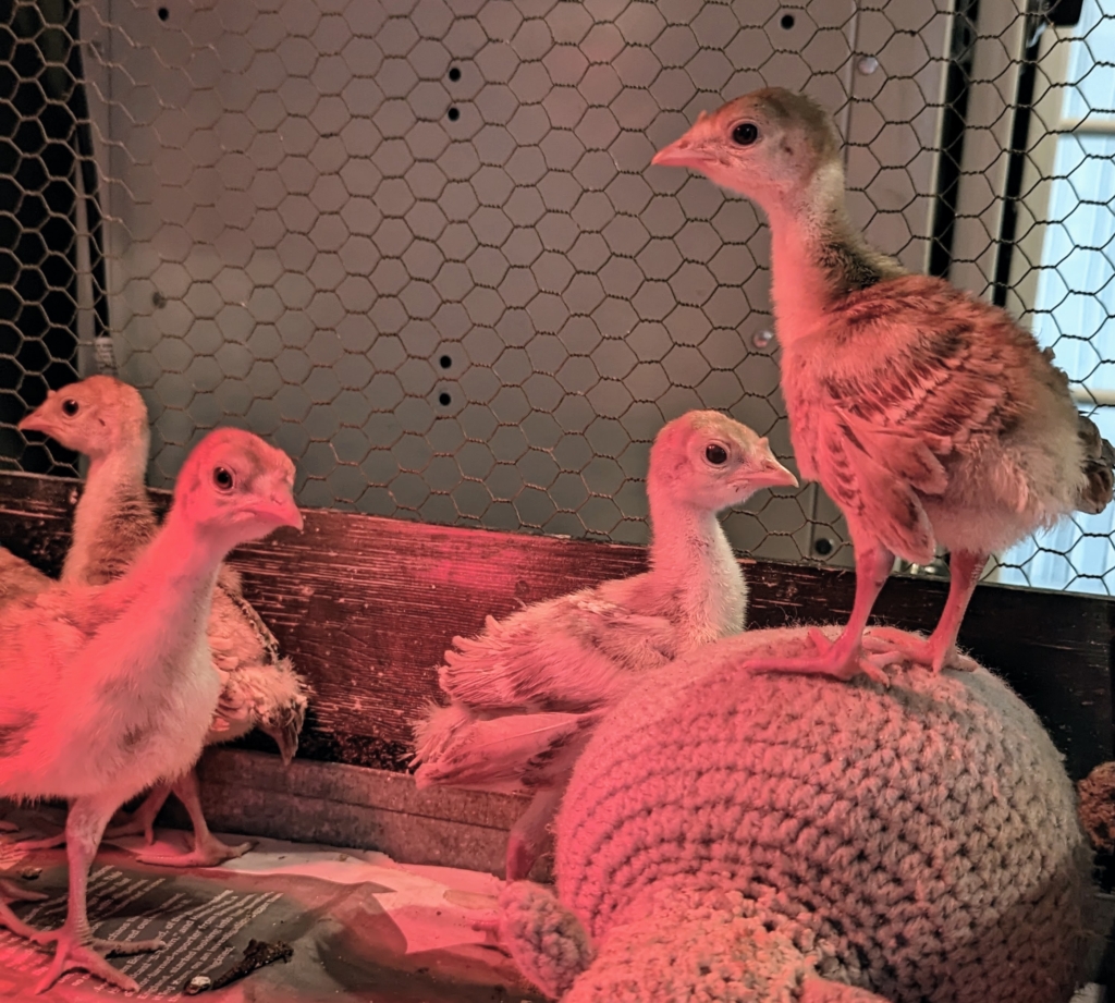 The Baby Turkeys at My Farm - The Martha Stewart Blog