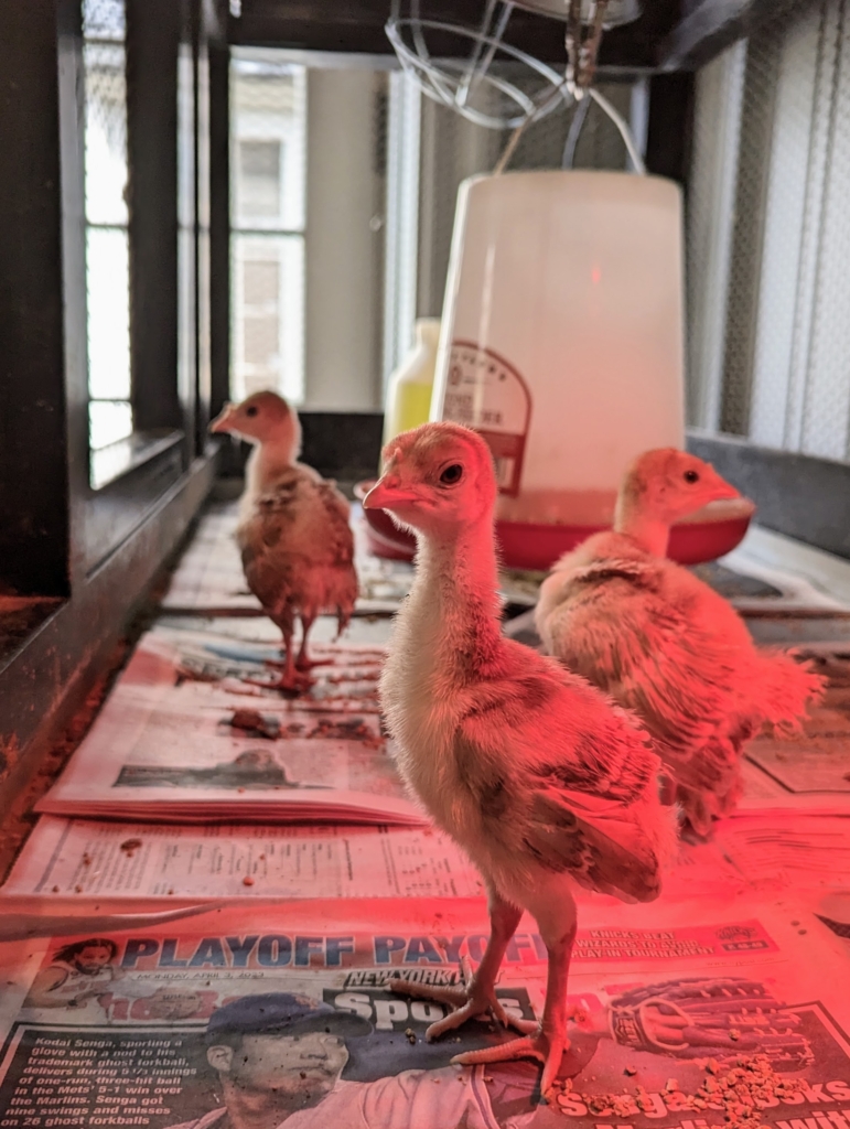 The Baby Turkeys at My Farm - The Martha Stewart Blog