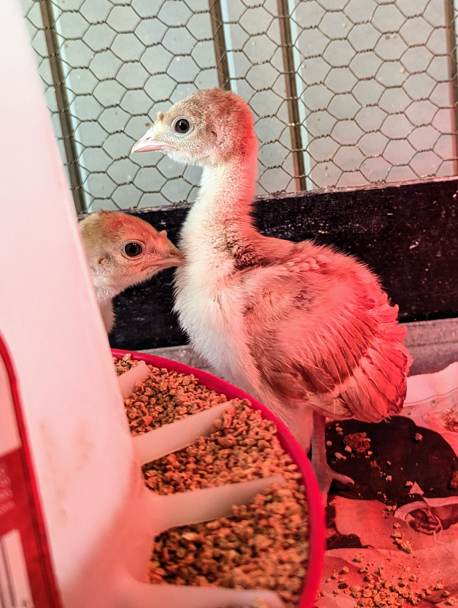 The Baby Turkeys at My Farm - The Martha Stewart Blog