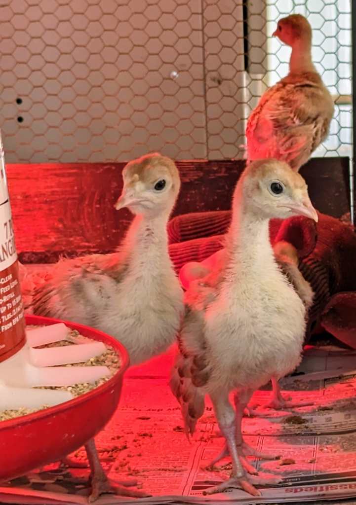 The Baby Turkeys at My Farm - The Martha Stewart Blog