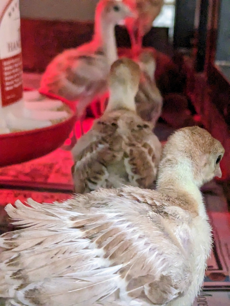 The Baby Turkeys at My Farm - The Martha Stewart Blog