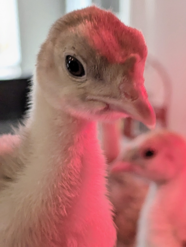 The Baby Turkeys at My Farm - The Martha Stewart Blog