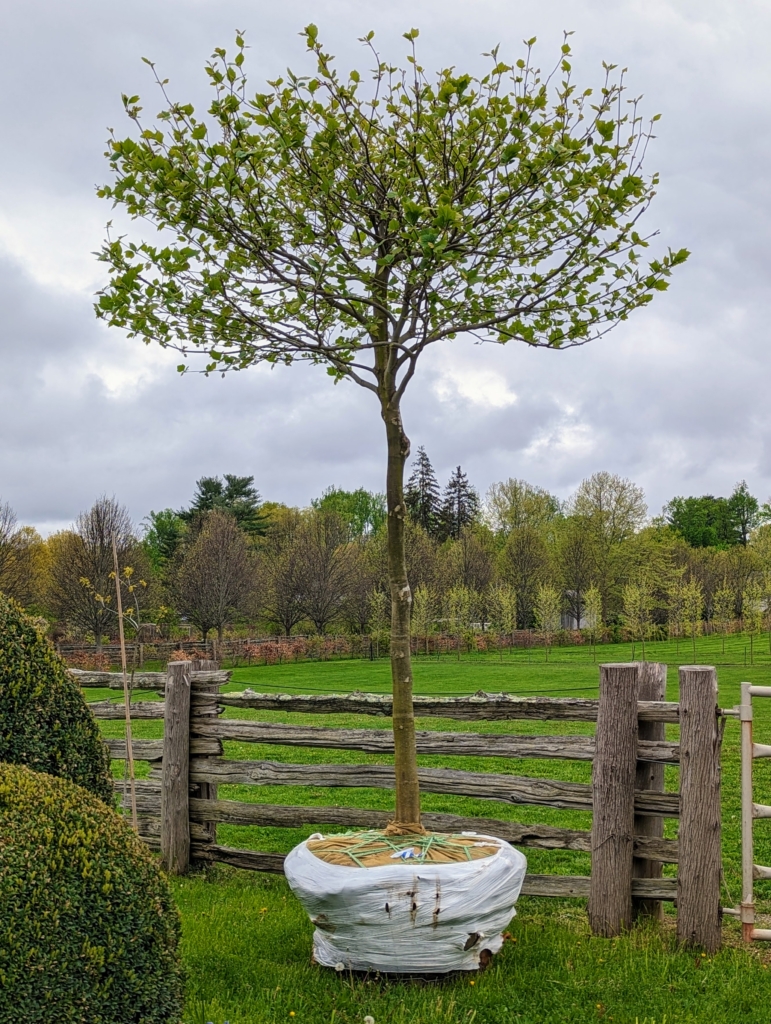 Planting Two Platanus acerifolia 'Bloodgood' Parasol Trees - The Martha ...