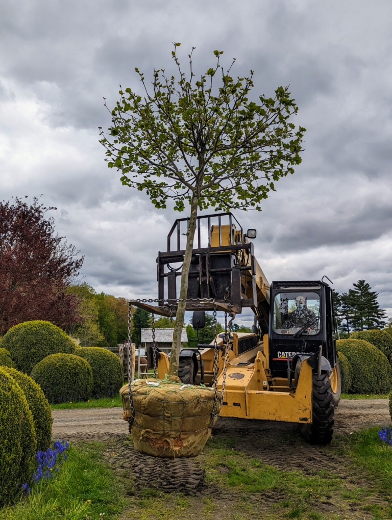 Planting Two Platanus acerifolia 'Bloodgood' Parasol Trees - The Martha ...