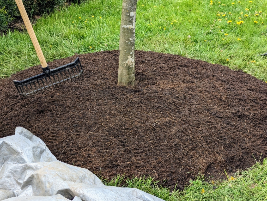 Planting Two Platanus acerifolia 'Bloodgood' Parasol Trees - The Martha ...