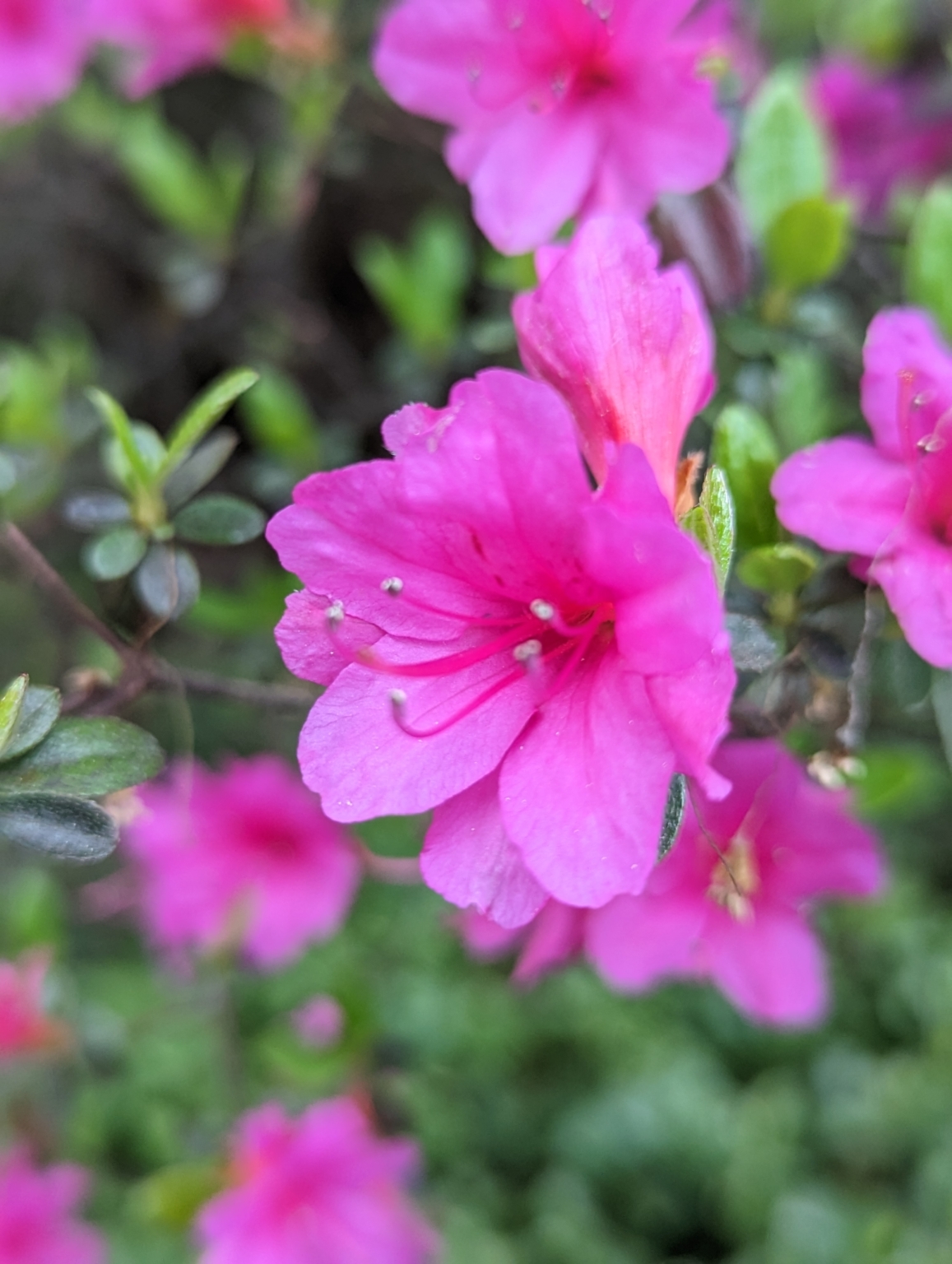 My Azaleas Are Blooming - The Martha Stewart Blog