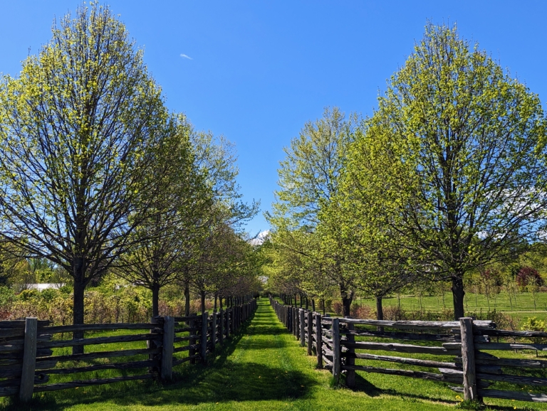 Preparing for Spring Entertaining at My Farm - The Martha Stewart Blog