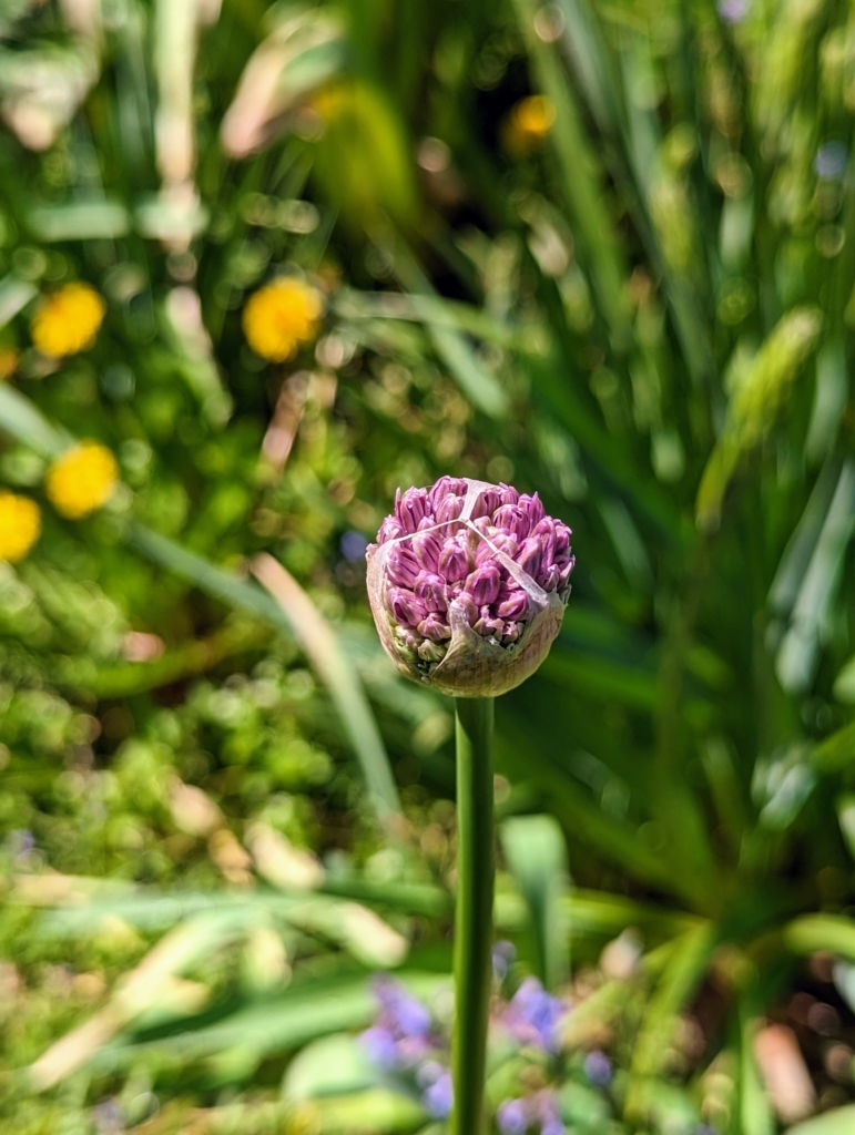 Early May Blooms Around My Farm - The Martha Stewart Blog
