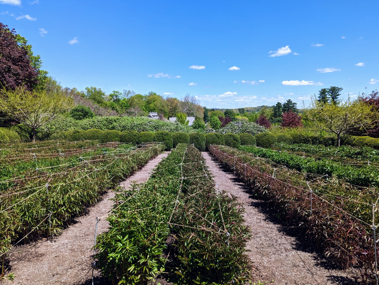 Early May Blooms Around My Farm - The Martha Stewart Blog