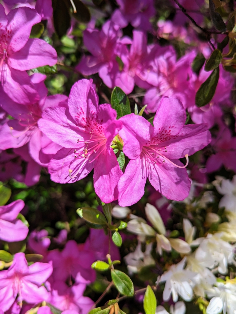 Early May Blooms Around My Farm - The Martha Stewart Blog