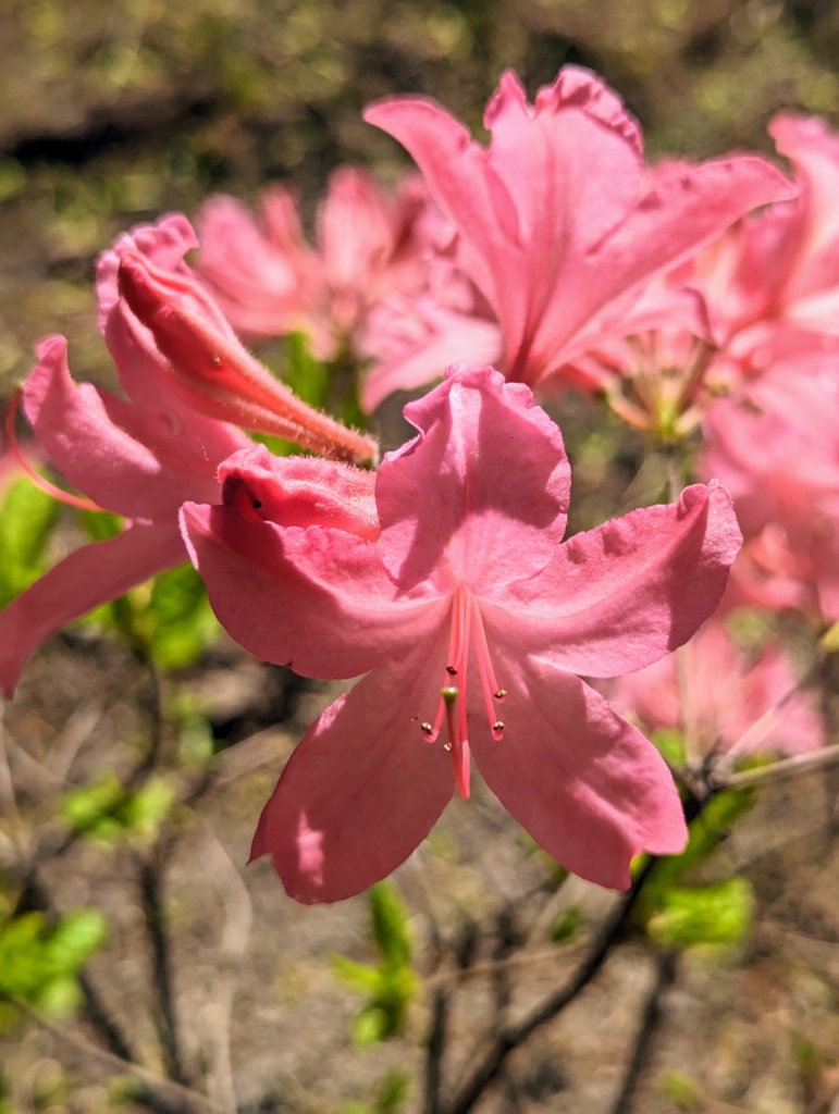My Azaleas Are Blooming - The Martha Stewart Blog
