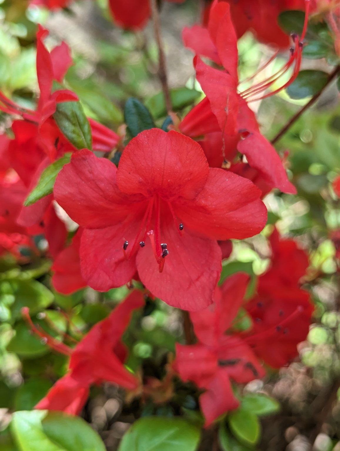 My Azaleas Are Blooming - The Martha Stewart Blog