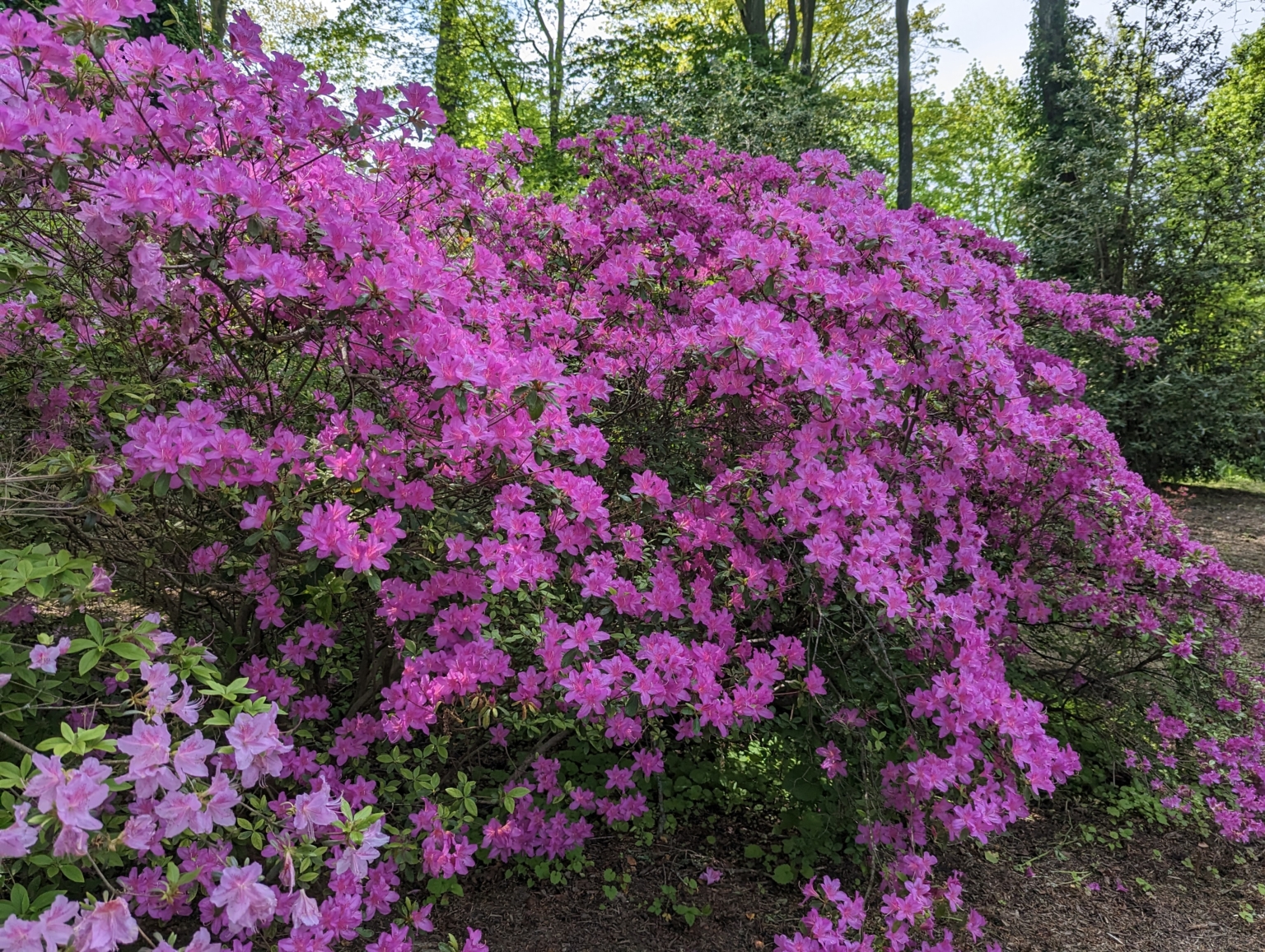 My Azaleas Are Blooming - The Martha Stewart Blog