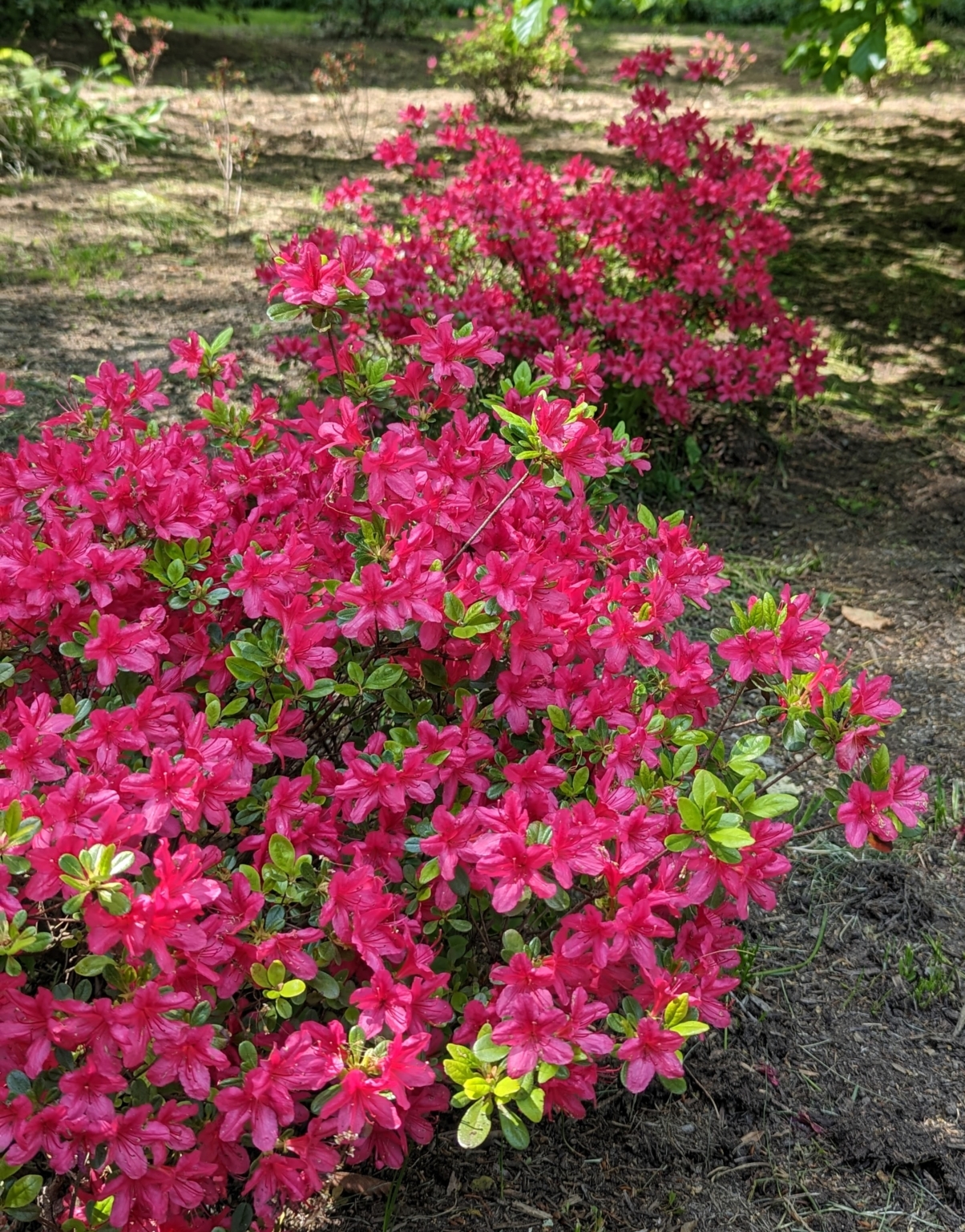My Azaleas Are Blooming - The Martha Stewart Blog