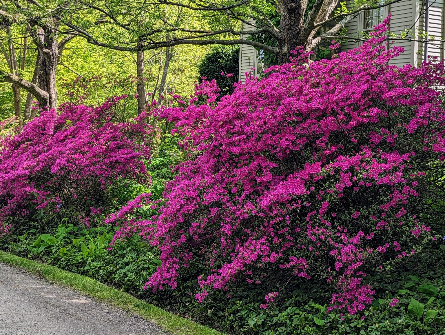 My Azaleas Are Blooming - The Martha Stewart Blog