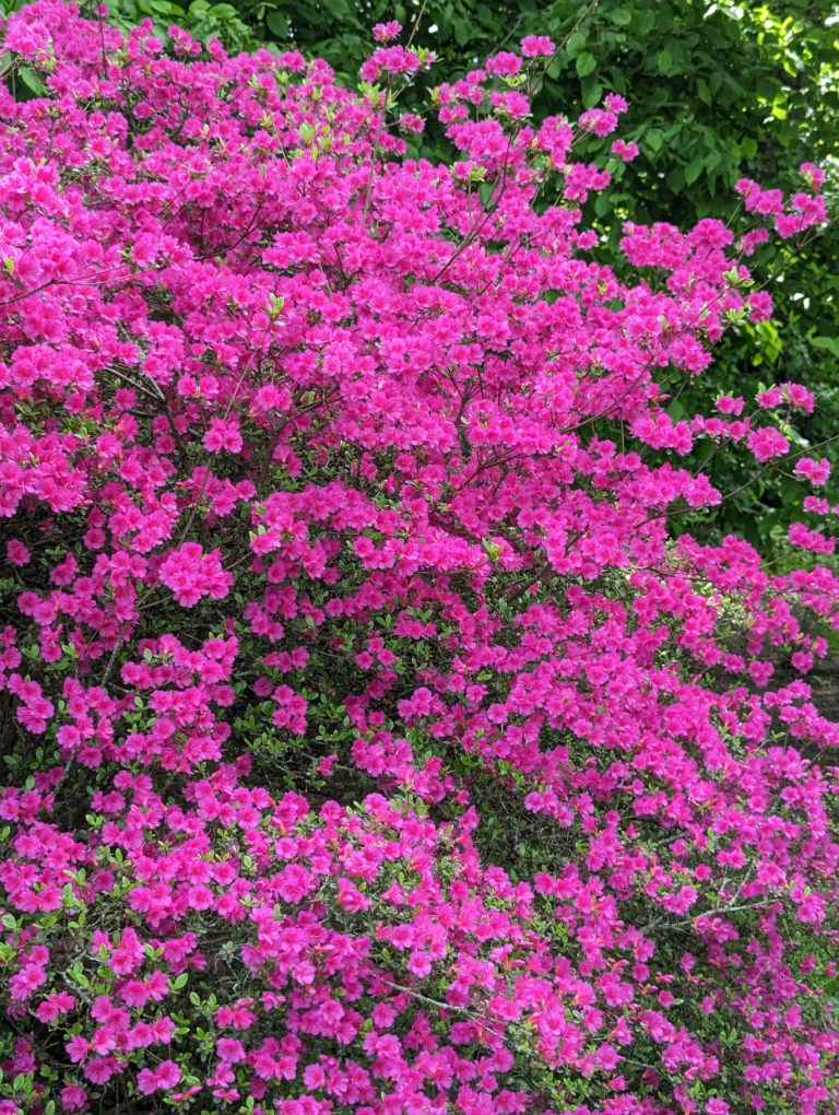 My Azaleas Are Blooming - The Martha Stewart Blog