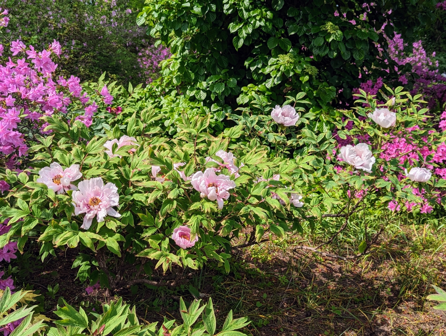 My Tree Peonies are Blooming - The Martha Stewart Blog