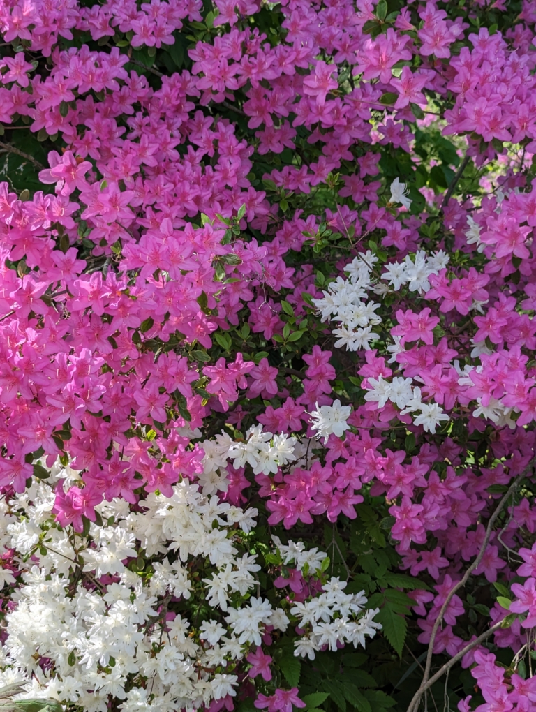 My Azaleas Are Blooming - The Martha Stewart Blog