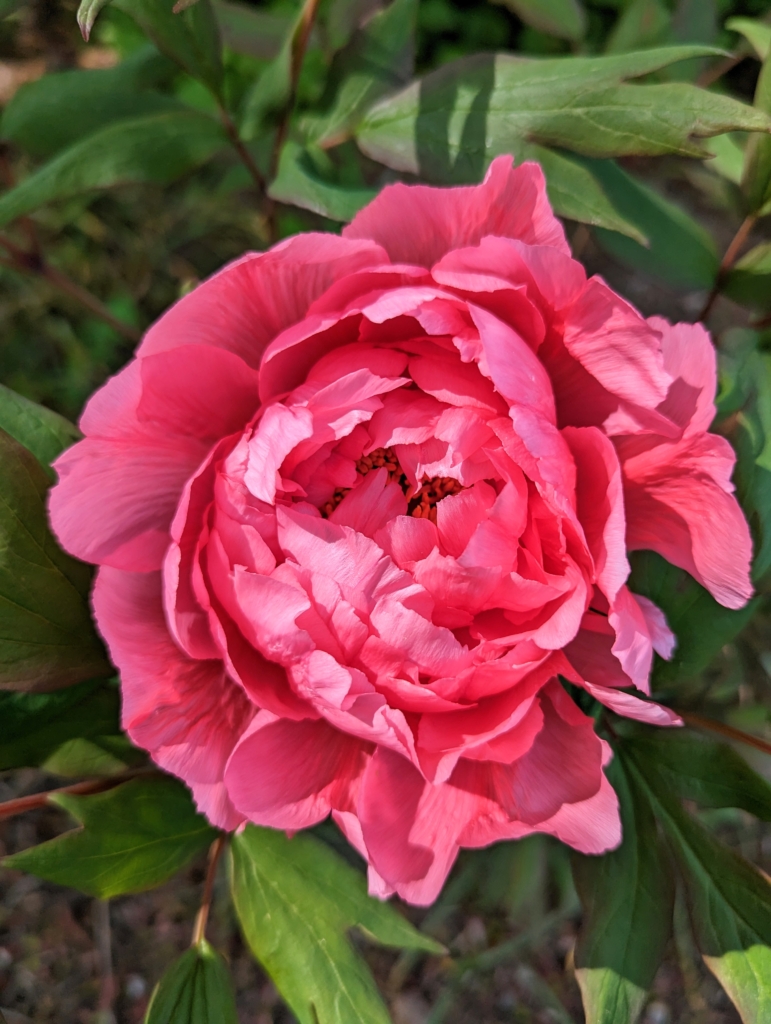 My Tree Peonies are Blooming - The Martha Stewart Blog