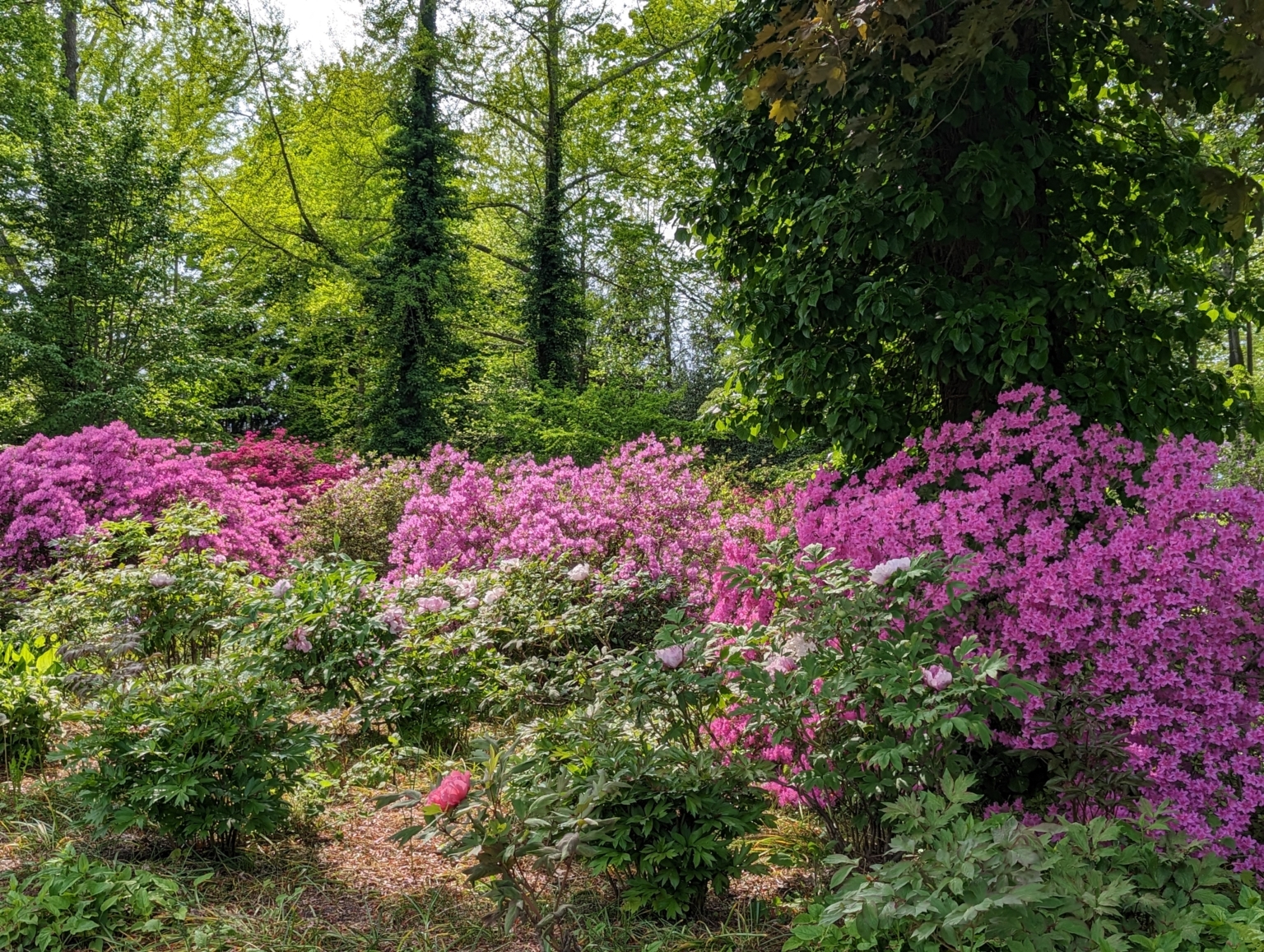 My Azaleas Are Blooming - The Martha Stewart Blog