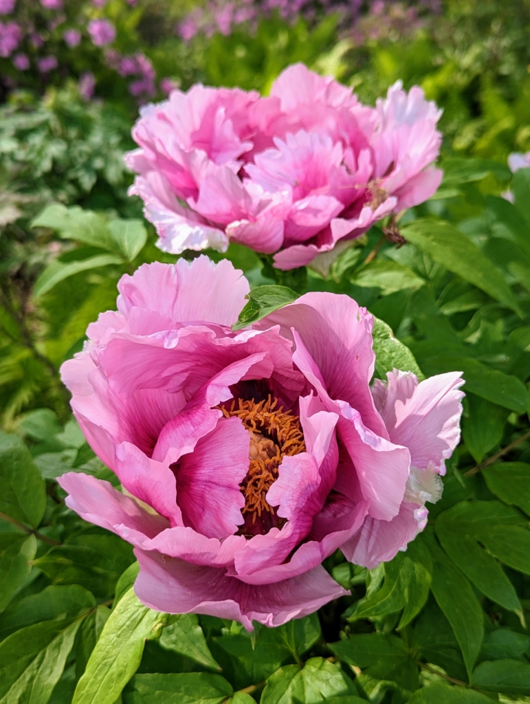 My Tree Peonies are Blooming - The Martha Stewart Blog