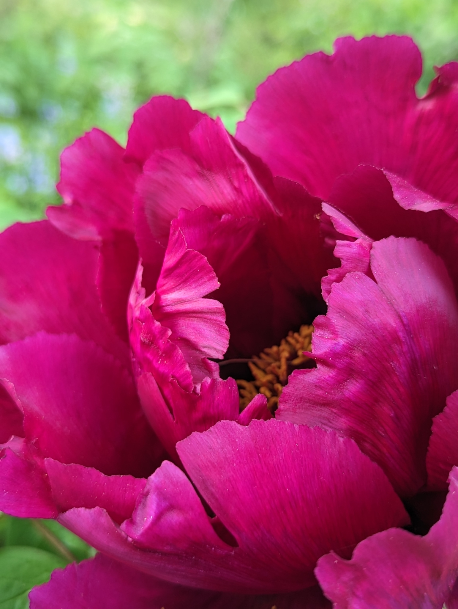 My Tree Peonies are Blooming - The Martha Stewart Blog