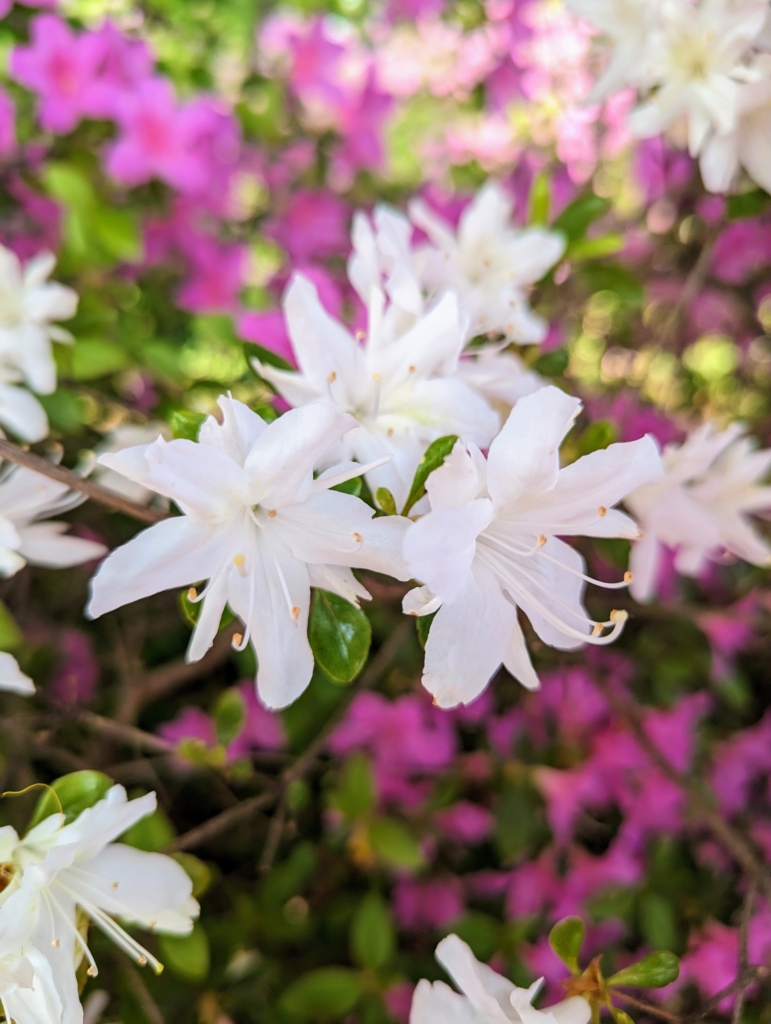 My Azaleas Are Blooming - The Martha Stewart Blog
